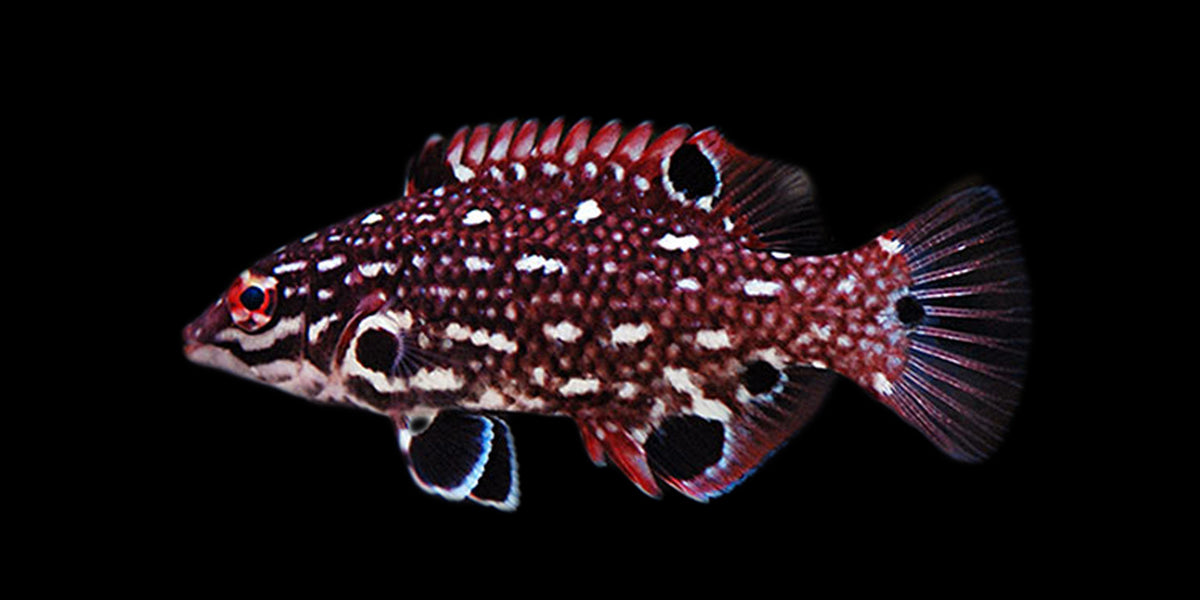 Hogfish — Reef Lounge Fish