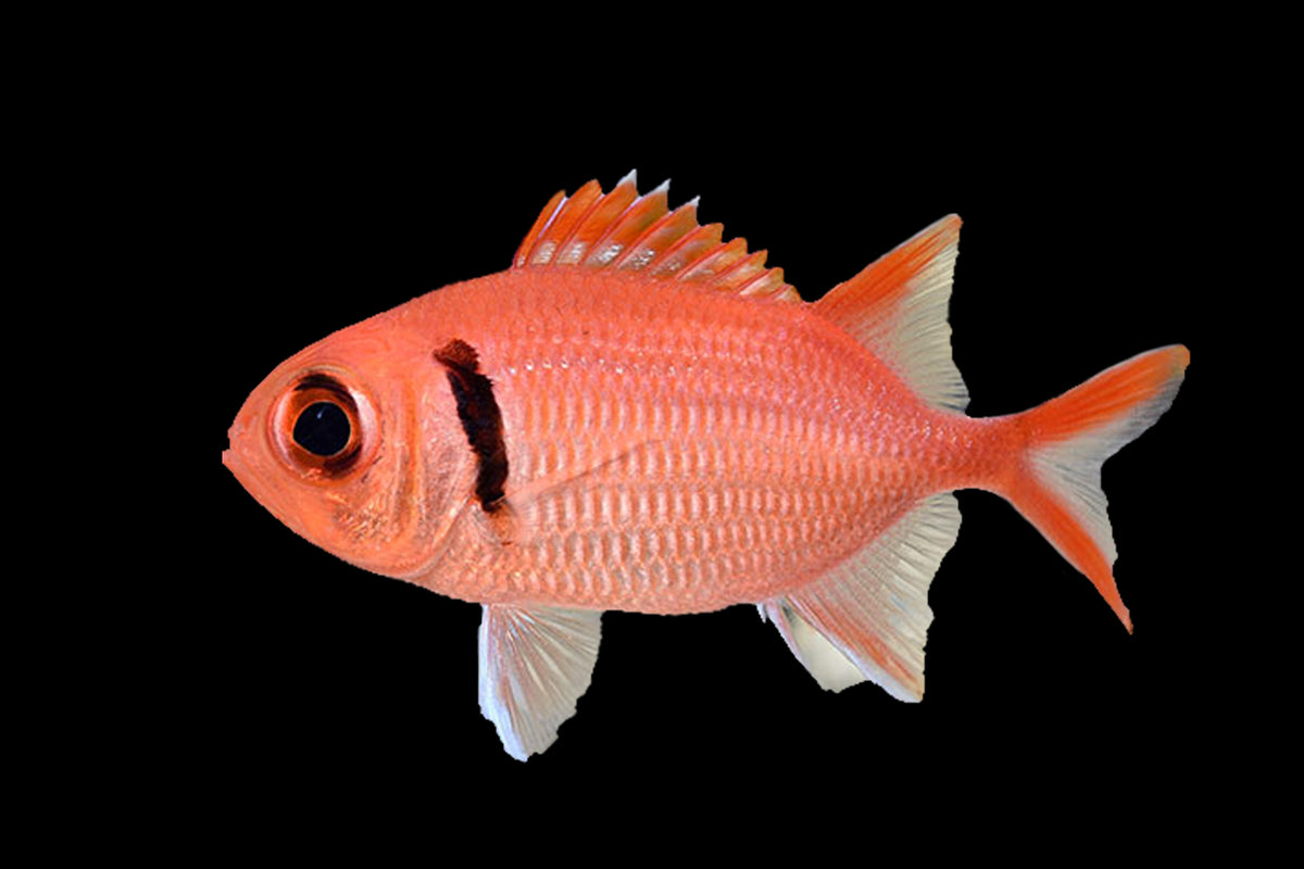 Big Eye Black Bar Soldierfish — Reef Lounge Fish