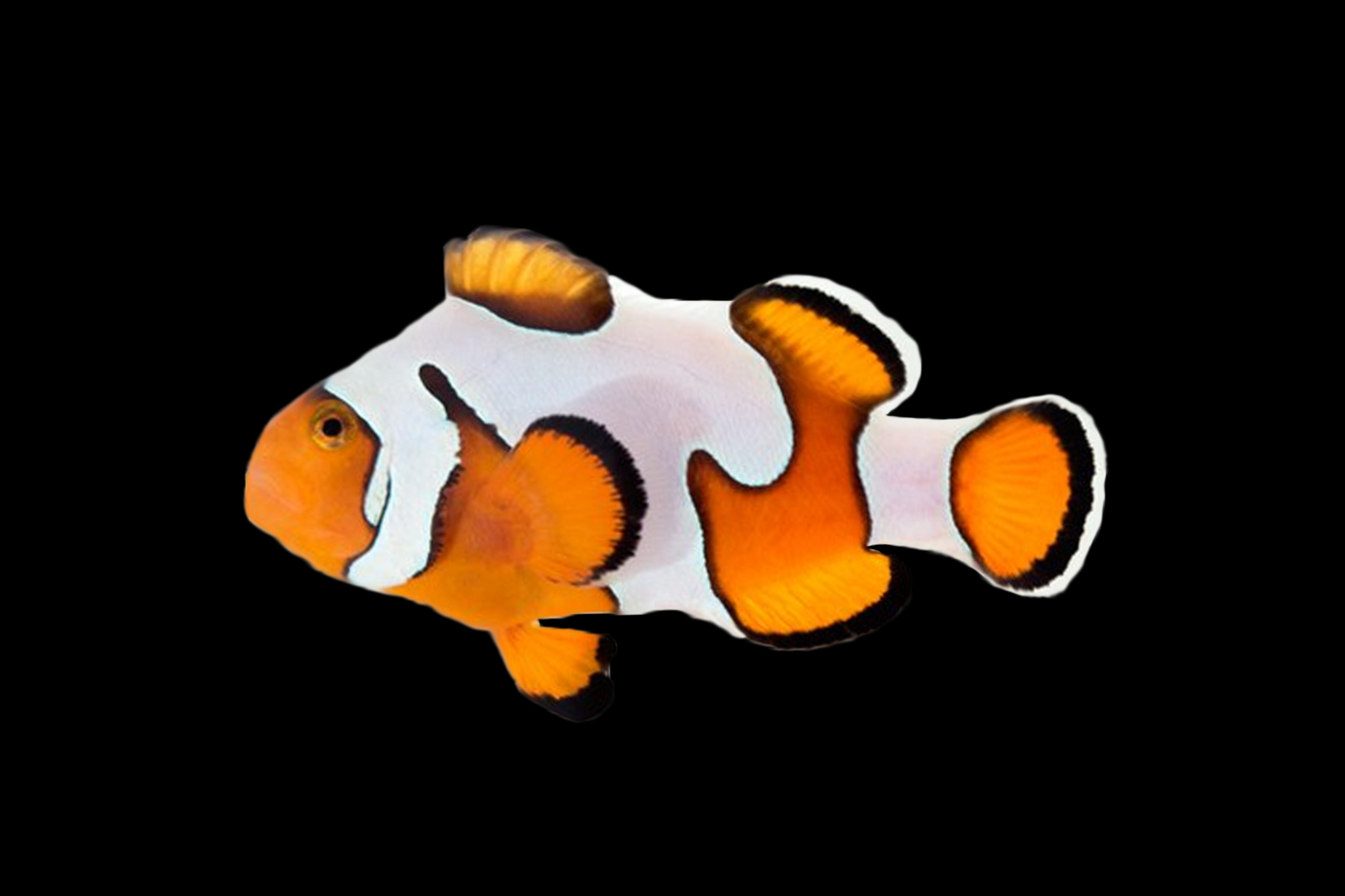 Designer Clownfish — Reef Lounge Fish
