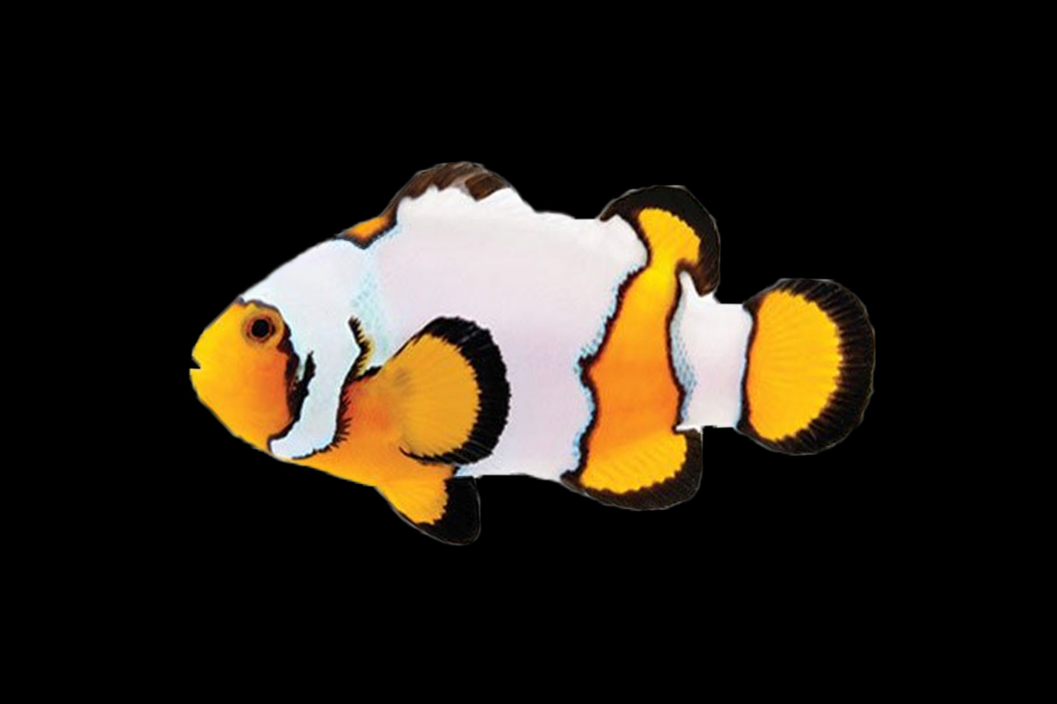 Designer Clownfish — Reef Lounge Fish