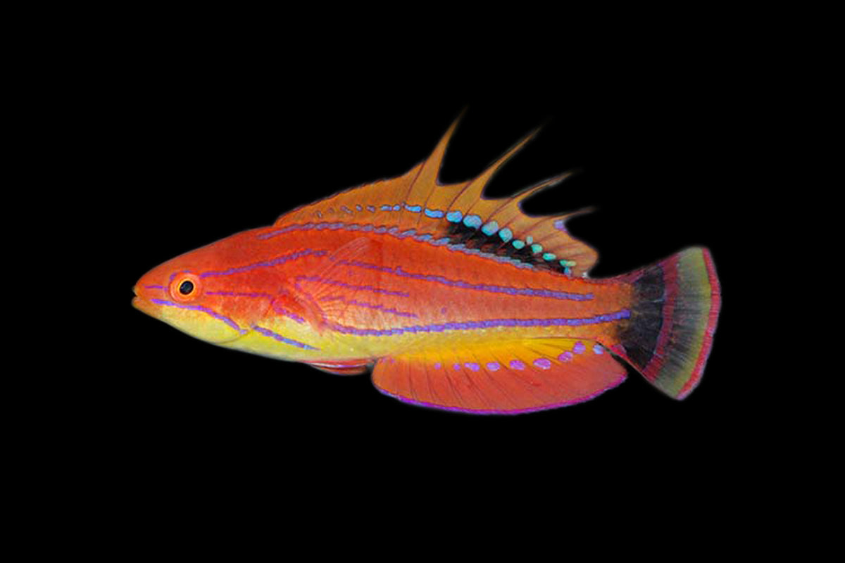 Carpenter's Flasher Wrasse — Reef Lounge Fish