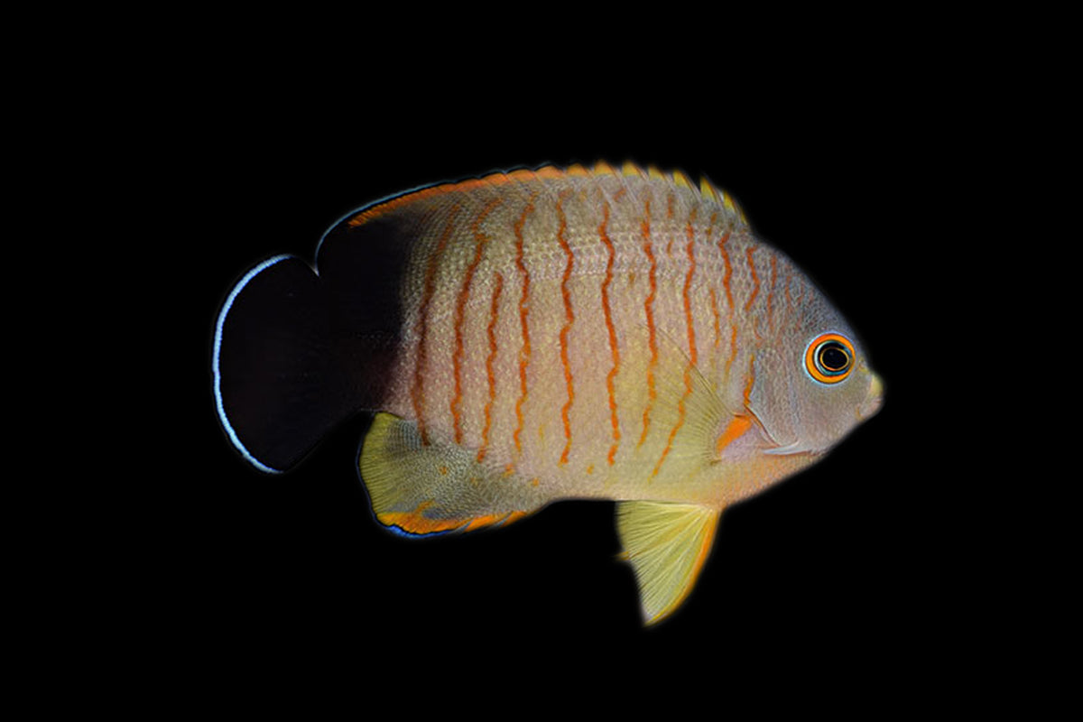 Red Stripe Angelfish — Reef Lounge Fish